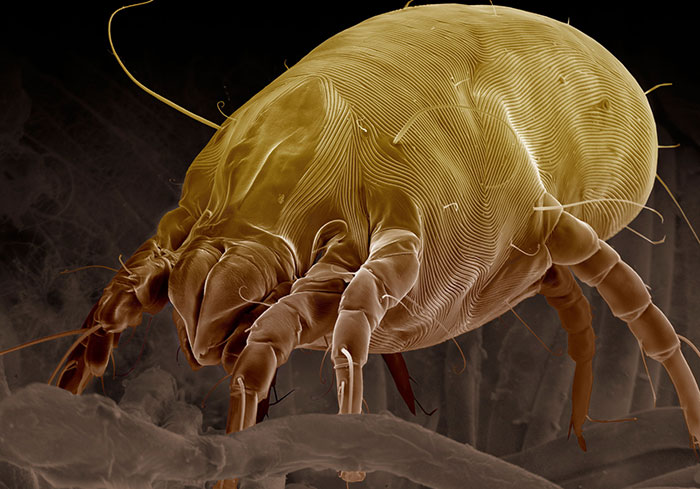 Acari della polvere, prevenzione e rimedi